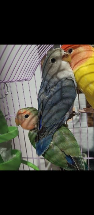 Agapornis Fischer Galati • OLX.ro