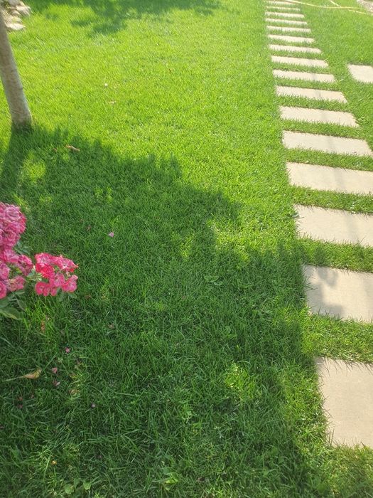 Tuns gazon, tăiat iarbă, întreținere spatii verzi Piatra Neamt • OLX.ro