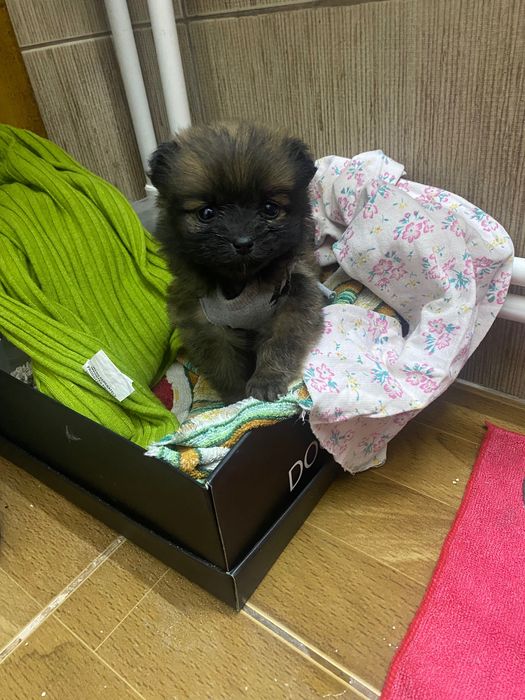 Cățeluș mic spre adoptie Constanta • OLX.ro