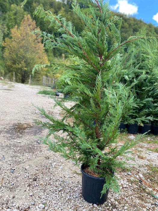 Leylandii 2m - 3m - Soluția perfectă pentru un gard natural înalt ...