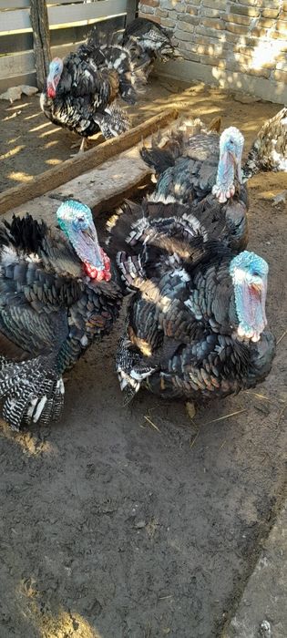 Vand curci/curcani Ghercesti • OLX.ro