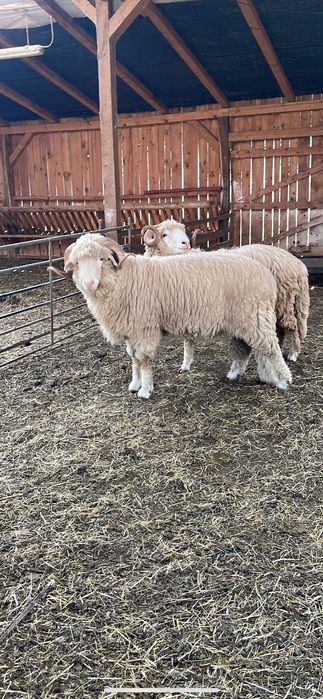 Berbeci miori bala genotipare de vanzare Baia Mare • OLX.ro