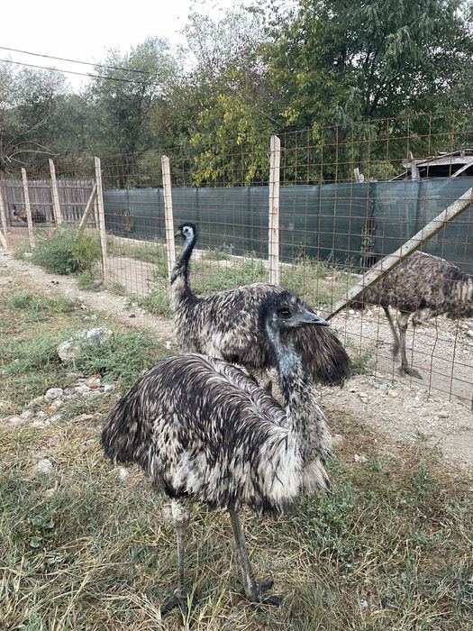 Struț Emu maturi , pereche( mascul și femela) Nicolae Balcescu • OLX.ro