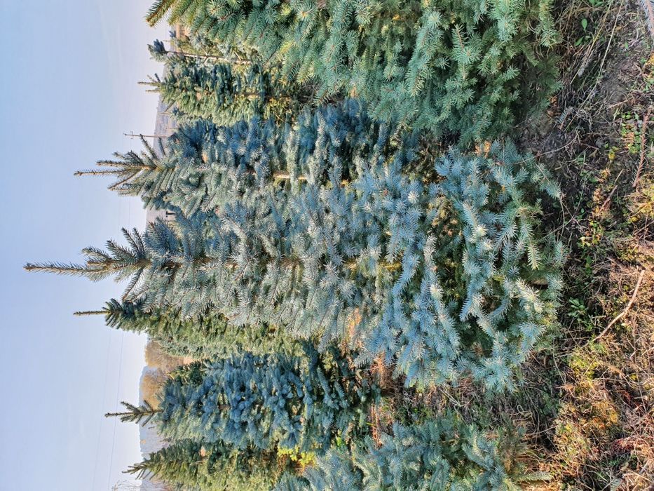 Tei de floare mesteacăn platani castani tuia leylandi Cluj-Napoca • OLX.ro