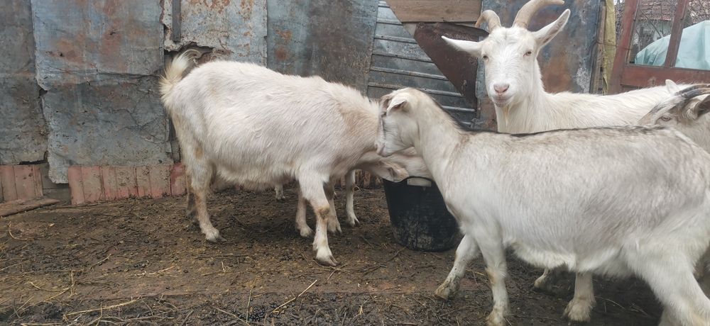 Vând 4 capre, 3 ieduțe și un țap! Saneen cu anglonubian! Ungureni • OLX.ro