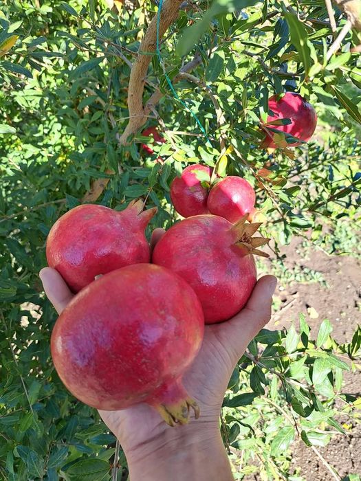 Rodiu Acco la ghiveci anul 5 Bistrita • OLX.ro