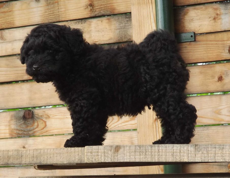 Pui Puli cu pedegree Sangeorgiu de Mures • OLX.ro