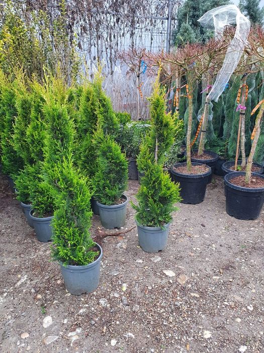 Tuia la cel mai mic preț din pepeniera Tulcea • OLX.ro