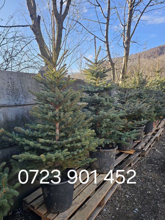 Brazi argintii și verzi la comanda Ploiesti • OLX.ro