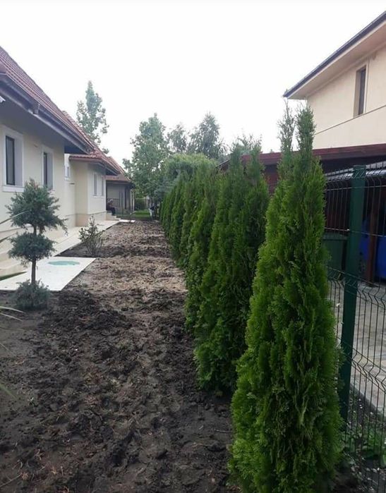 Tuia smaragd, leylandii, columnaris, brabant, gard viu Iasi • OLX.ro