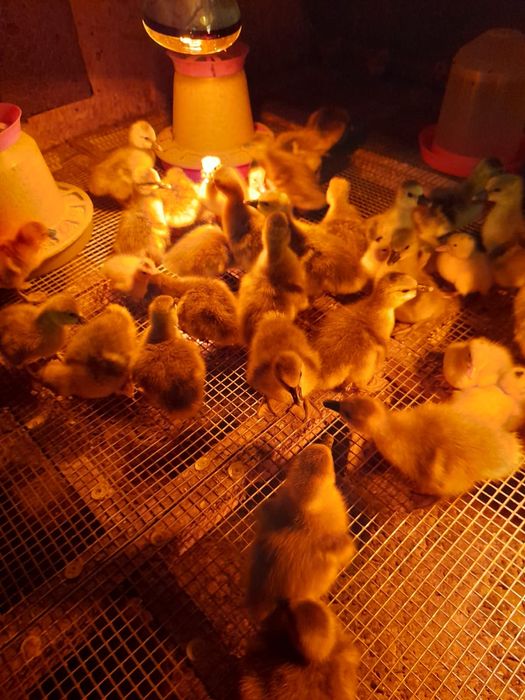 Vand boboci de gasca Cluj-Napoca • OLX.ro