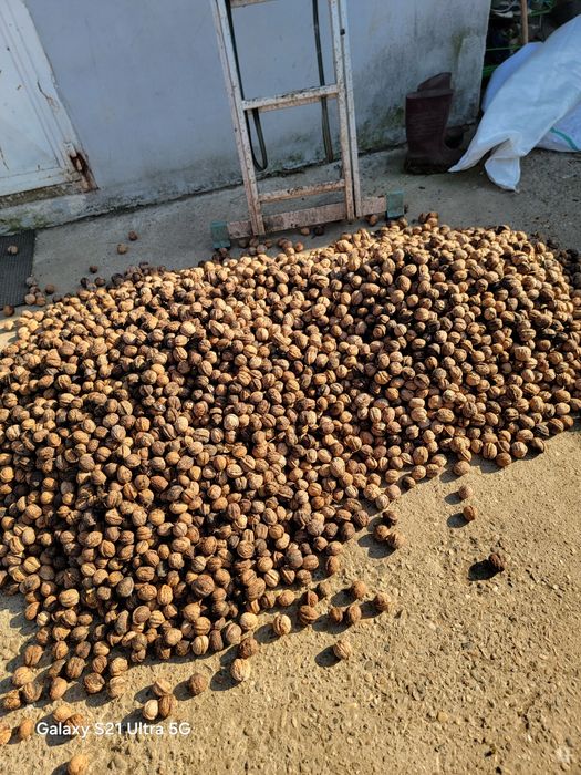 Vindem nucă bună Arad • OLX.ro