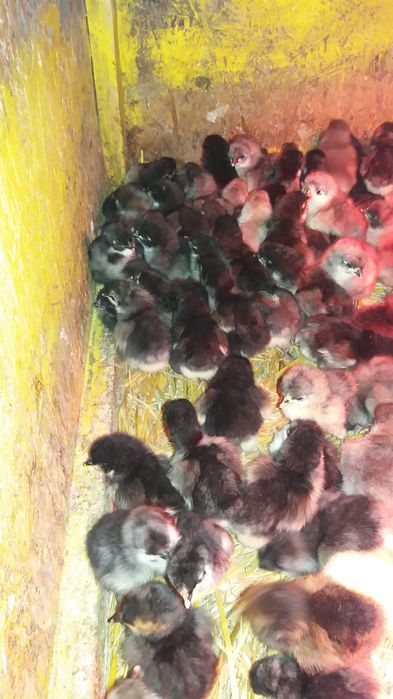 Pui de gaina - rasa Australorp Timisoara • OLX.ro