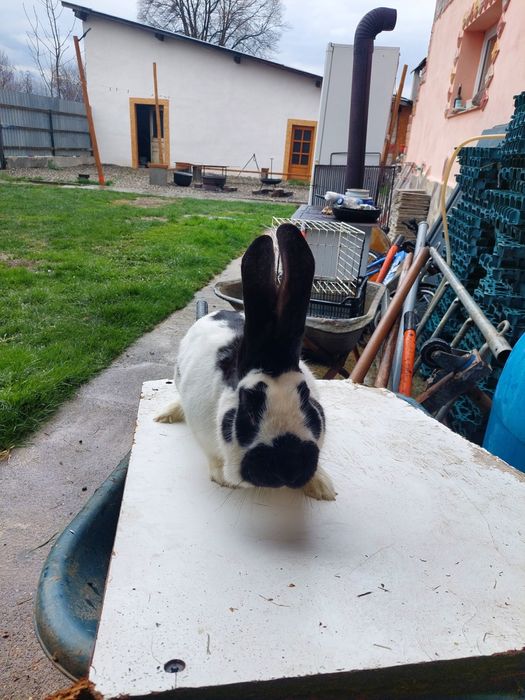 Vând masculi fluture german și pui Sambata de Sus • OLX.ro