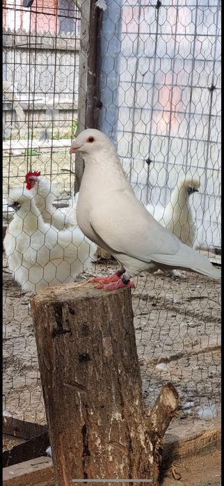 Porumbei de ornament de vanzare sau schimb cu diverse!! Viziru • OLX.ro