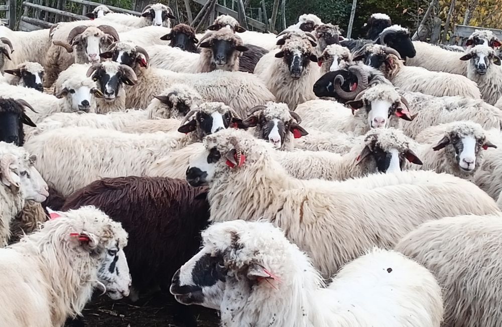 Vând oi breze și oacheșe Dodeni • OLX.ro