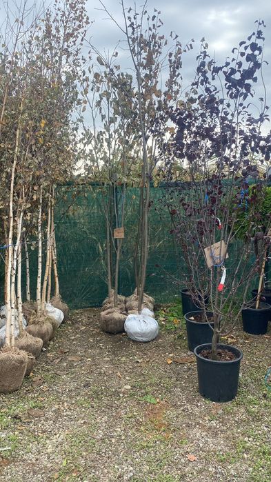 Copacii de tei cu flori Buzau • OLX.ro