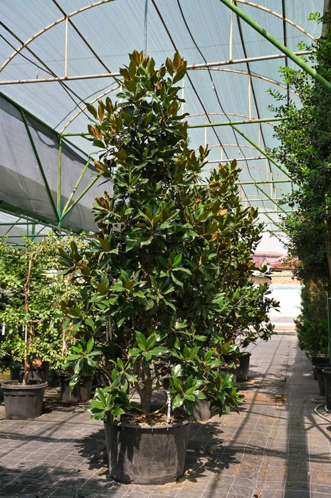 Магнолия крупноцветковая - Magnolia grandiflora 'Alta Fusto': 2 689 000 ...