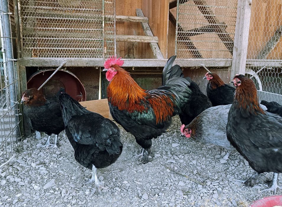 Găini diferite rase, ouă incubat Teius • OLX.ro