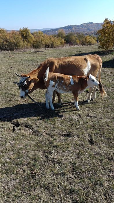 De vânzare vaca cu vitea Racarii de Jos • OLX.ro