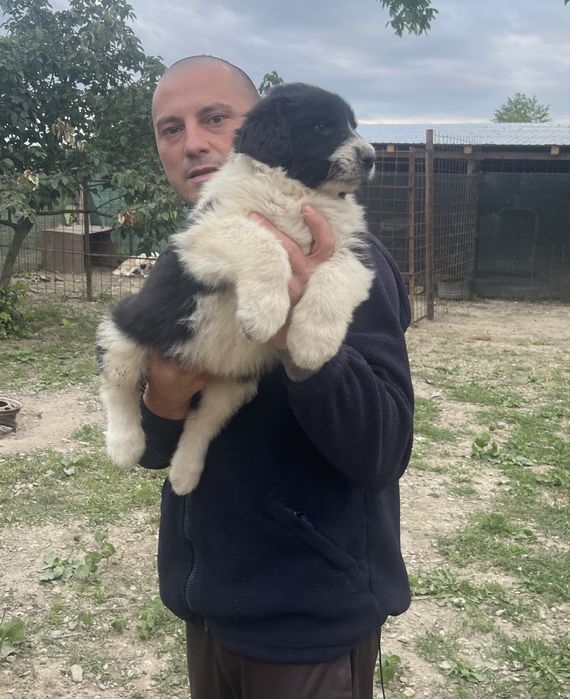 Ciobănesc de bucovina Tescani • OLX.ro
