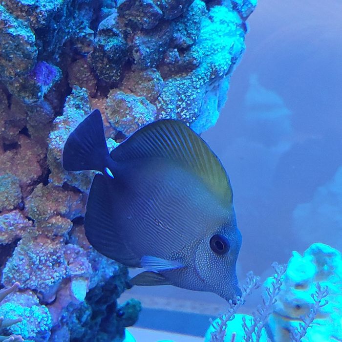 Acvariu marin 300 L marca Blau Oradea • OLX.ro