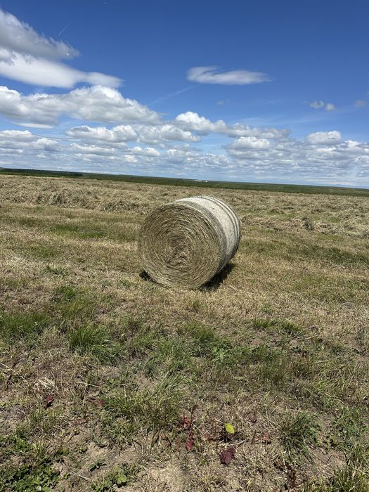 Baloti lucerna 2025 Brabova • OLX.ro