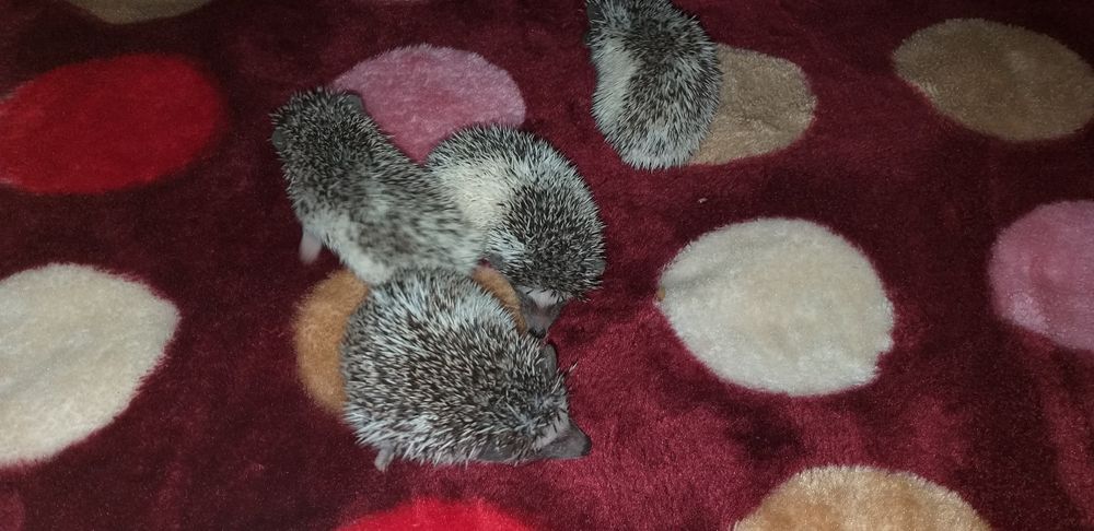 Arici pitici africani pui Bucuresti Sectorul 4 • OLX.ro