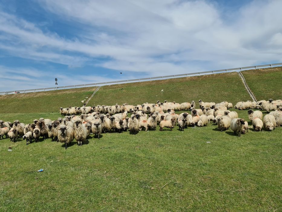 Oii de vanzare și berbeci cu certificat de origini Pielesti • OLX.ro