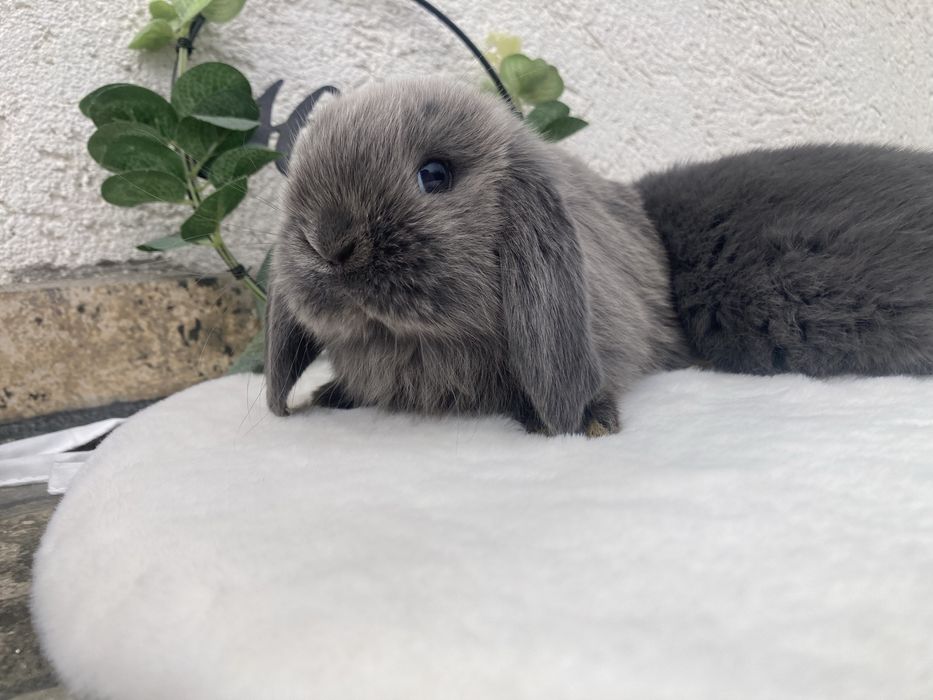 IEPURI de vanzare ' Anunturi ' OLX.ro