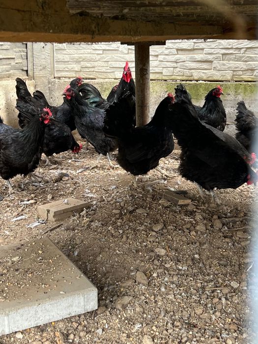Ouă incubat australorp Paulesti • OLX.ro