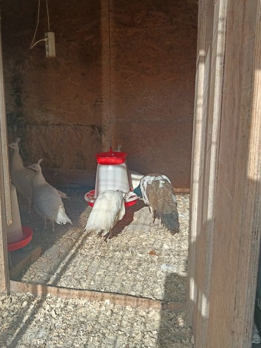 Pui păuni ,Albi și arlechin Hapria • OLX.ro