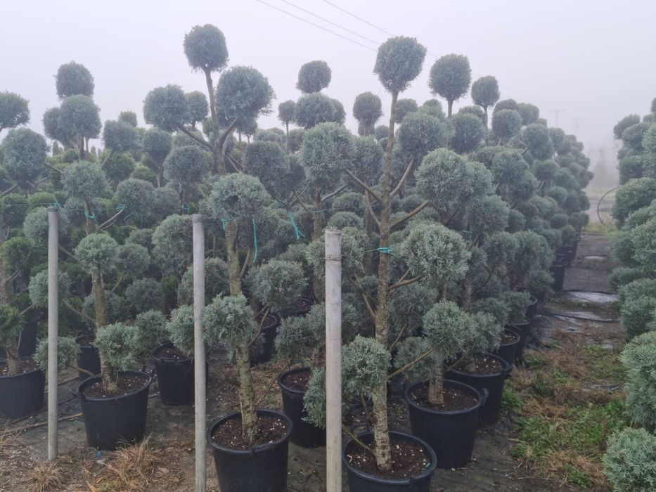 Vindem Lavanda, Tei, Stejar rosu, Arbore de matase, Iarba pampas ...