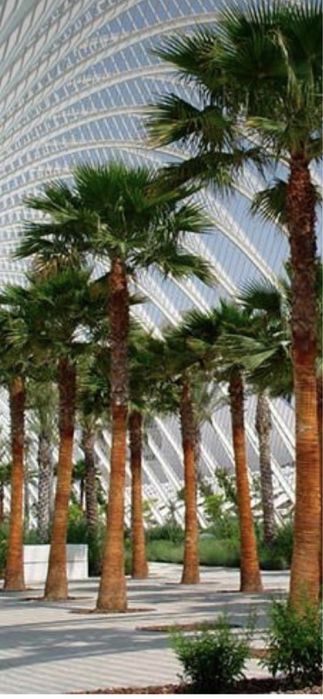 Plante ornamentale pin bonsai,copaci,tufă Campeni • OLX.ro