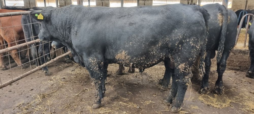 Vaci, juninci, tauri ANGUS Odoreu • OLX.ro