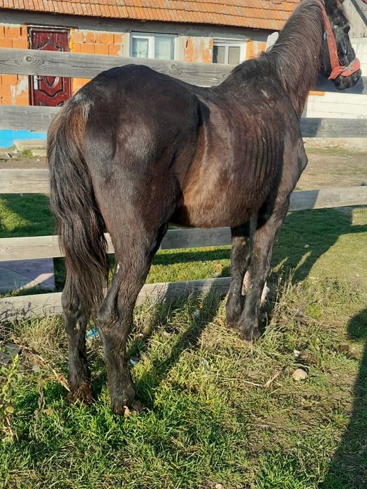 Cal de 7 ani merge foarte bine la căruță și în 1 și în 2 Livada de ...