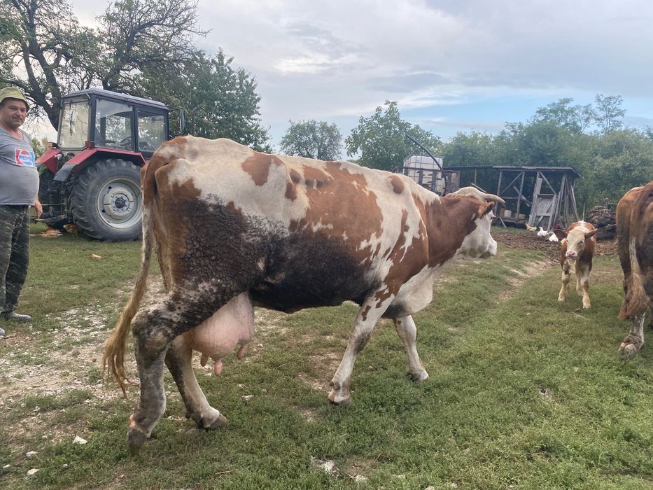 Vând 2 Vaci de lapte Valea Vinului • OLX.ro