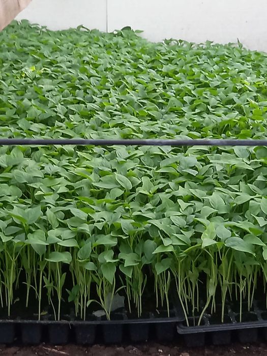 Vand rasad Movilita Ialomita Movilita • OLX.ro