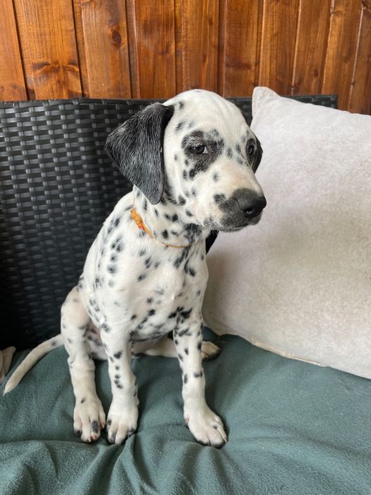 Femela Dalmatian Arad • OLX.ro