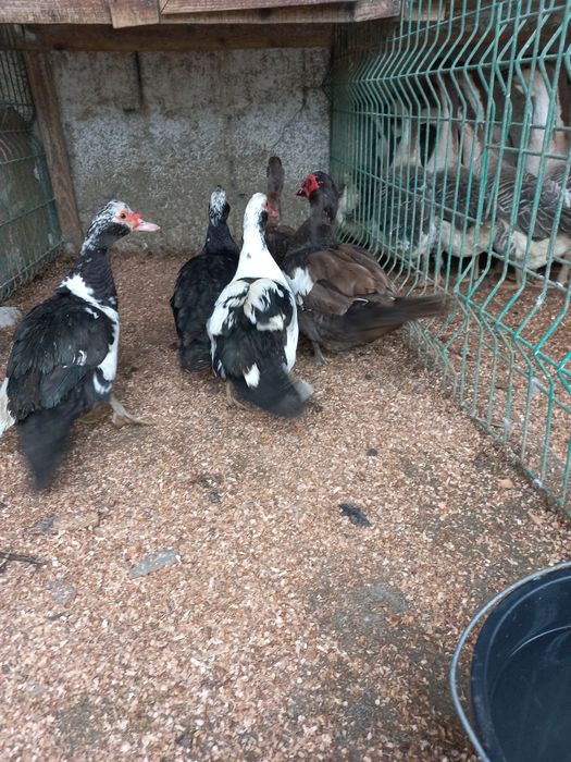 Boboci de rata leseasca mută Bucuresti Sectorul 6 • OLX.ro