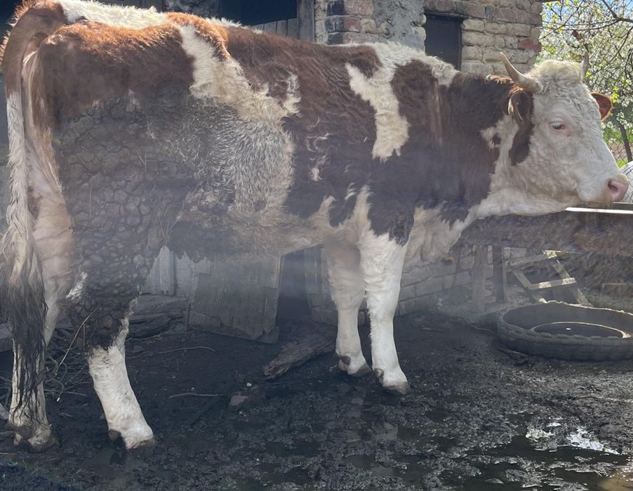 Vând vaca cu vitel Meziad • OLX.ro