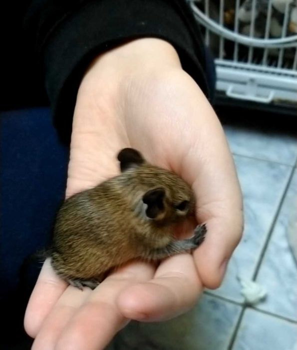 Pui de veverita degu culoare gri si maro Arad • OLX.ro