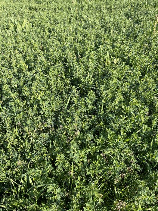 Baloti de Lucerna Ostroveni • OLX.ro