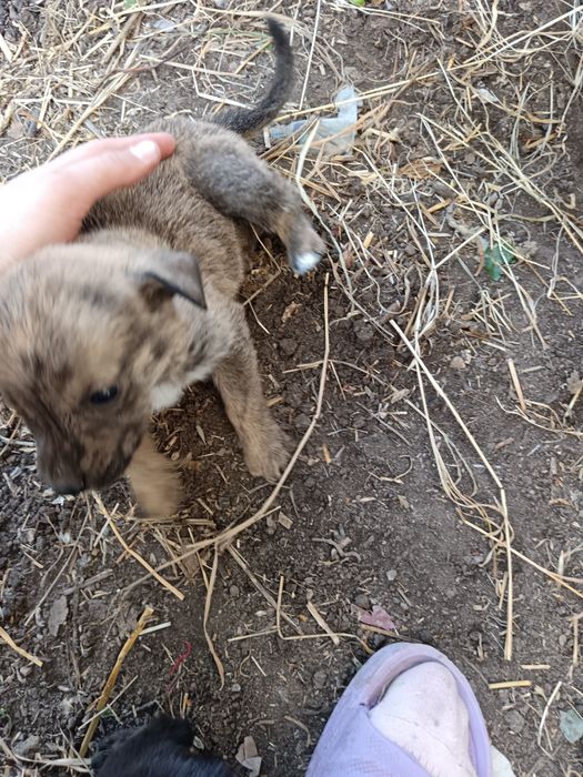 Donez cățeluși frumoși Craiova • OLX.ro