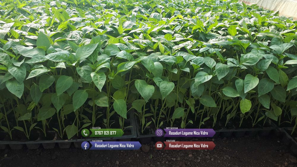 Rasad rosii ardei castraveti vinete salata varza | Rasaduri Legume ...