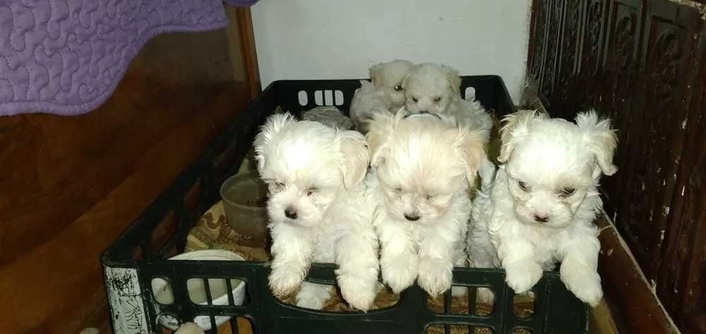 Pui catei bishon frise Tudor Vladimirescu • OLX.ro