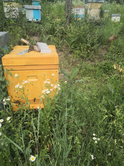 Stupi poliuretan Faro Stup Cluj-Napoca • OLX.ro