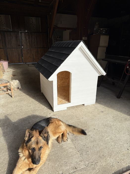 Cusca caine talie mare izolata Cristian • OLX.ro