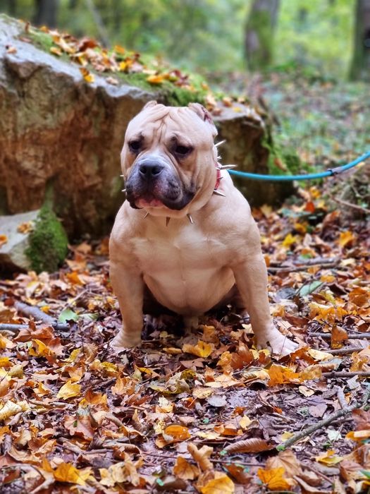Mascul American Bully Hateg • OLX.ro