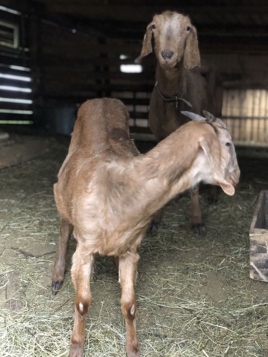 Vand capre anglo-nubiene Borca • OLX.ro